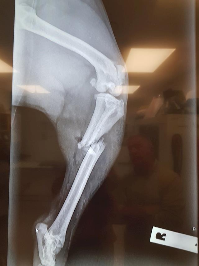 Milas broken leg repair surgery - Updates - Givealittle