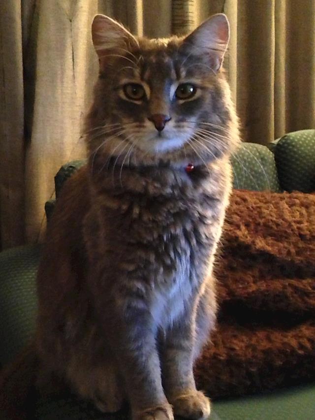 Donations for Timmy - Givealittle