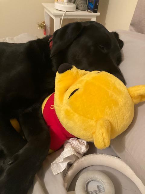 Help Romy get the treatment she needs - Updates - Givealittle