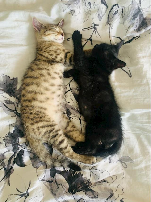 Paws Crossed Cat Rescue - Givealittle Paws Crossed Cat Rescue - Givealittle