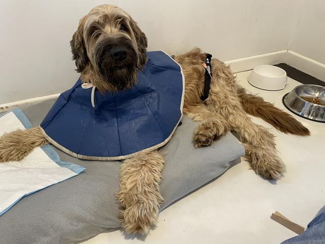 Help Purdy walk again - Updates - Givealittle