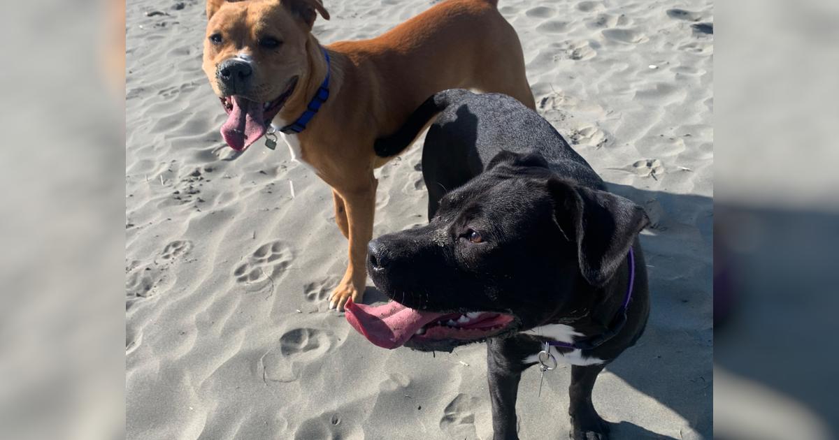 Labrastaff in desperate need of your help for surgery please! - Givealittle