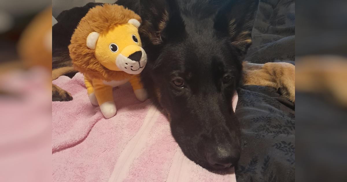 SICK PUPPY. Please Help simba with his medical costs. - Givealittle