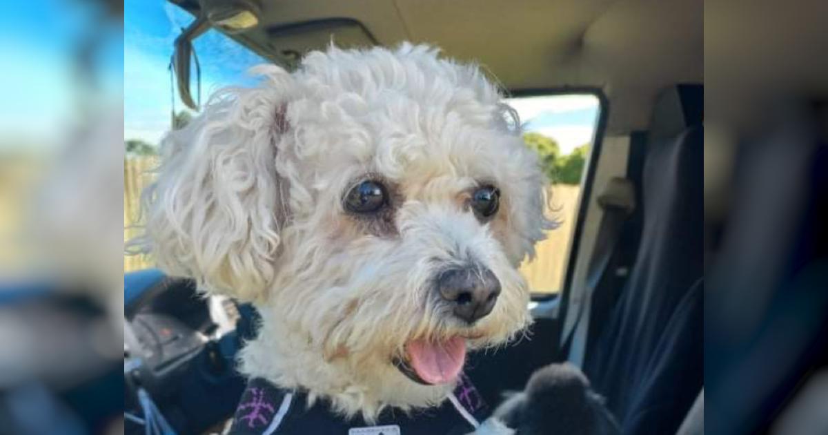 Help Lilly get the happy forever home and dental treatment she needs ...