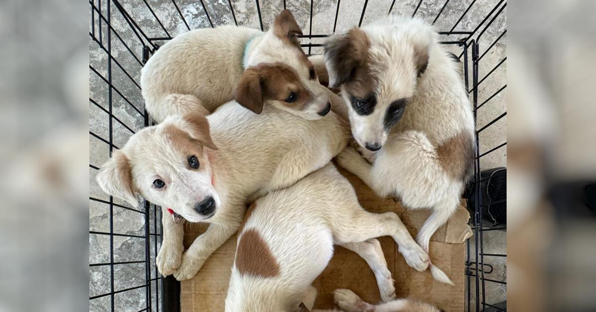 Cats and Dogs need us! 梁 - Givealittle
