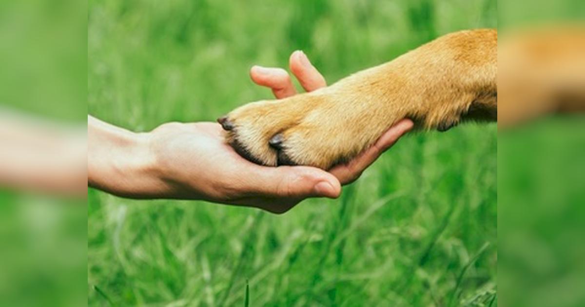 Waikato Animal Outreach Trust - Givealittle