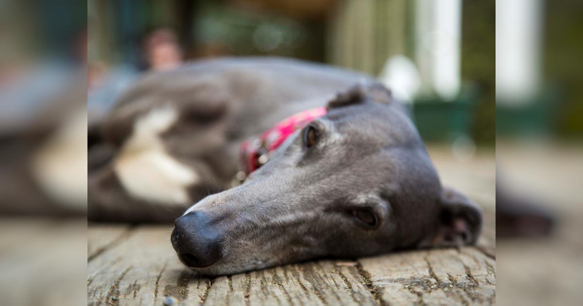 Layla's Surgery Costs - Givealittle