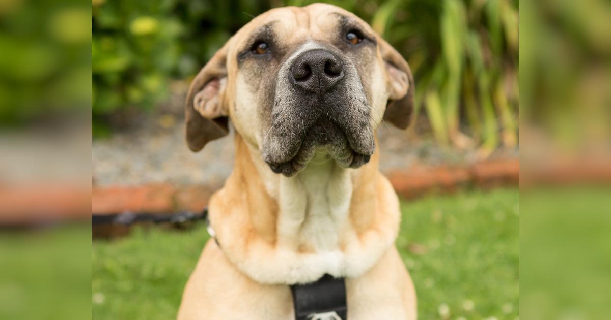 Cancer Surgery for Lucy - Givealittle