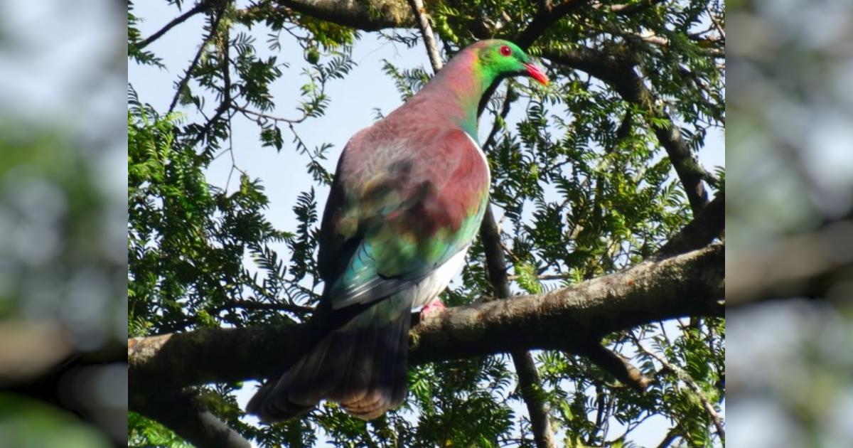 Bay Bush Action marquee fundraiser - Givealittle