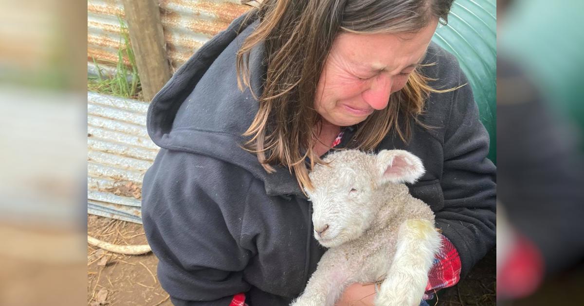 Help Northland farmers protect their animals from feral dogs - Givealittle