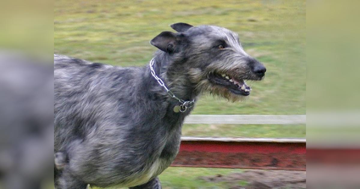 Help the Irish Wolfhound attack victim from Dunedin recover - Givealittle
