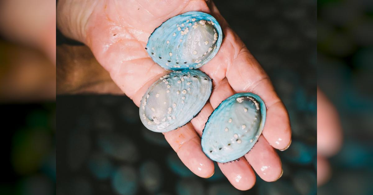 The Pāua Reseeding Project - Help Us Restore the Heart of Our Ocean ...