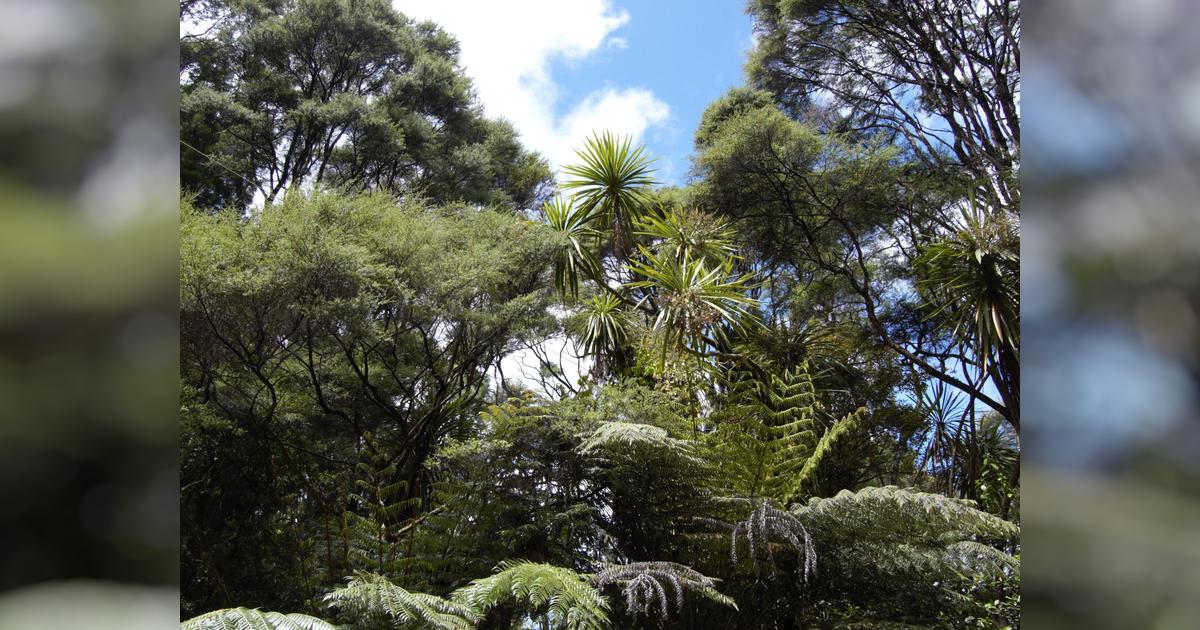 Greenback - Be a Good Human, Take the credit! - Givealittle