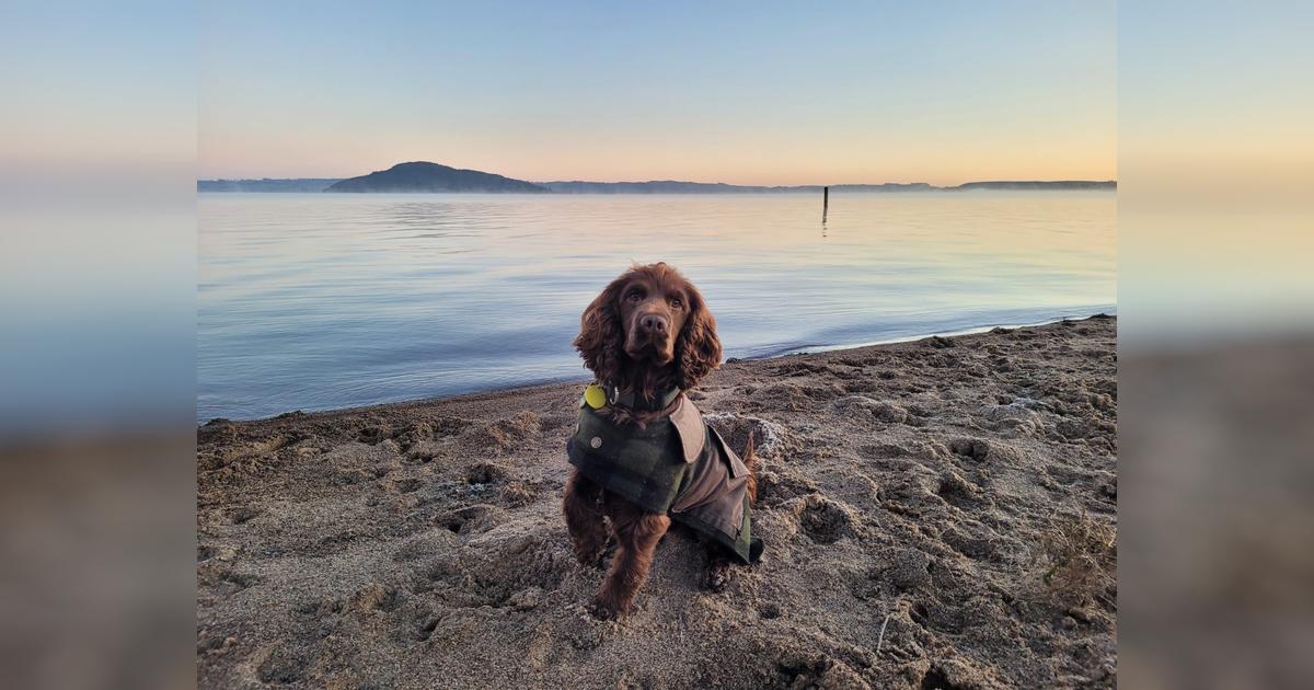 Please help Watson (the conservation dog) - Givealittle