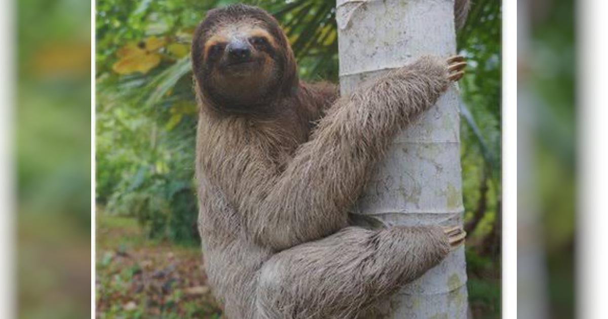 Watch This Sloth Climb for a Cause - Givealittle