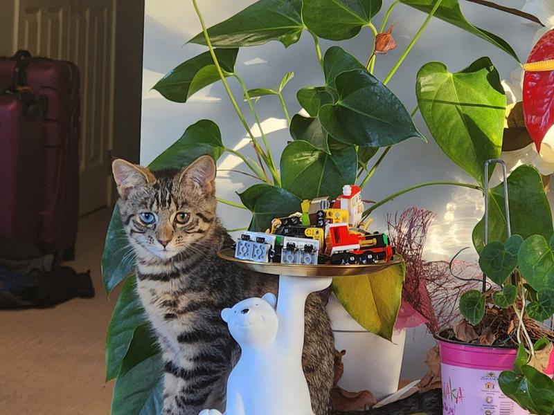 Barn Kitten Needs Help - Questions - Givealittle