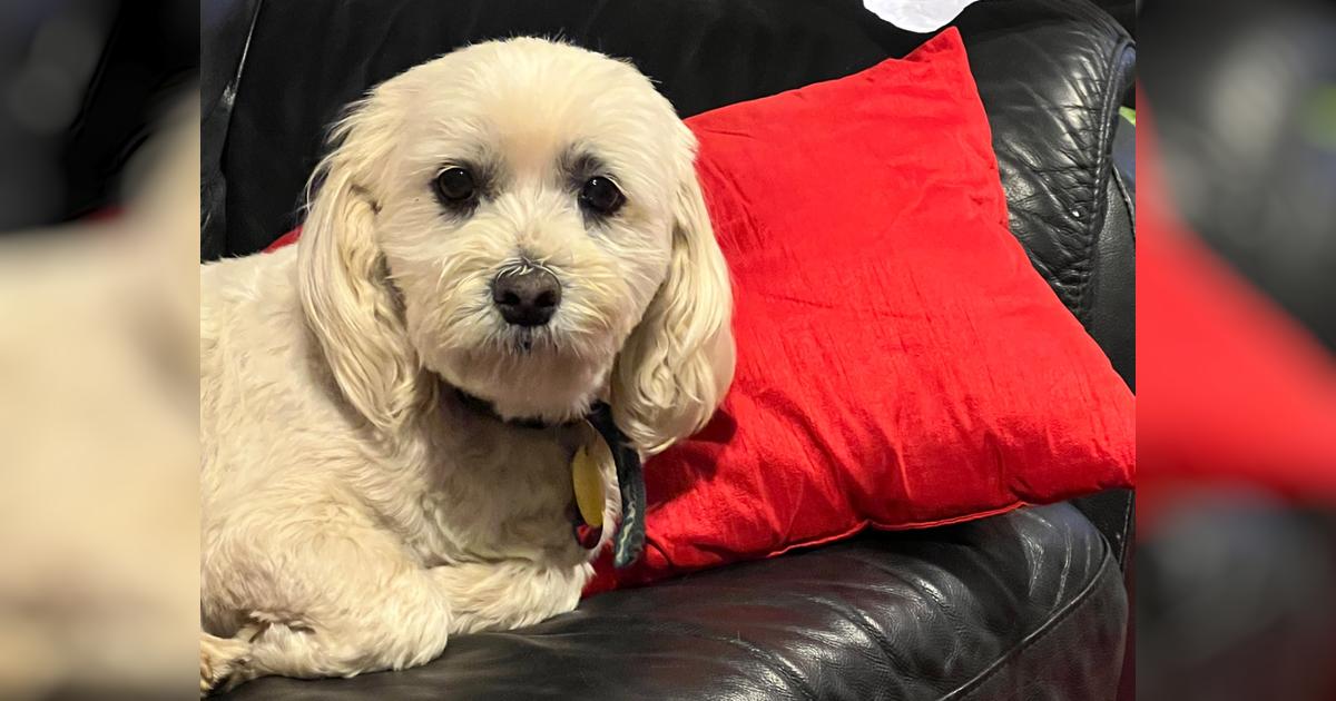 Our Charlie boy needs surgery - Givealittle