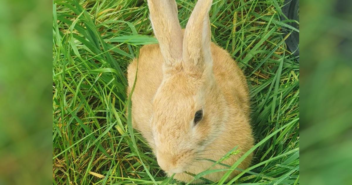 Thames SPCA is wanting to provide an amazing space for their Bunnies ...