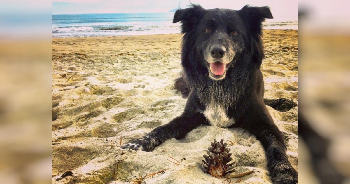 Homeless dogs in Fiji need a shelter . - Givealittle