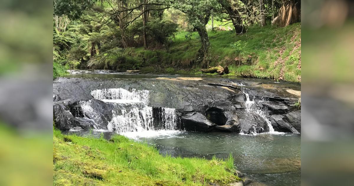 Pest Free Mangatu Wilderness Project - Givealittle
