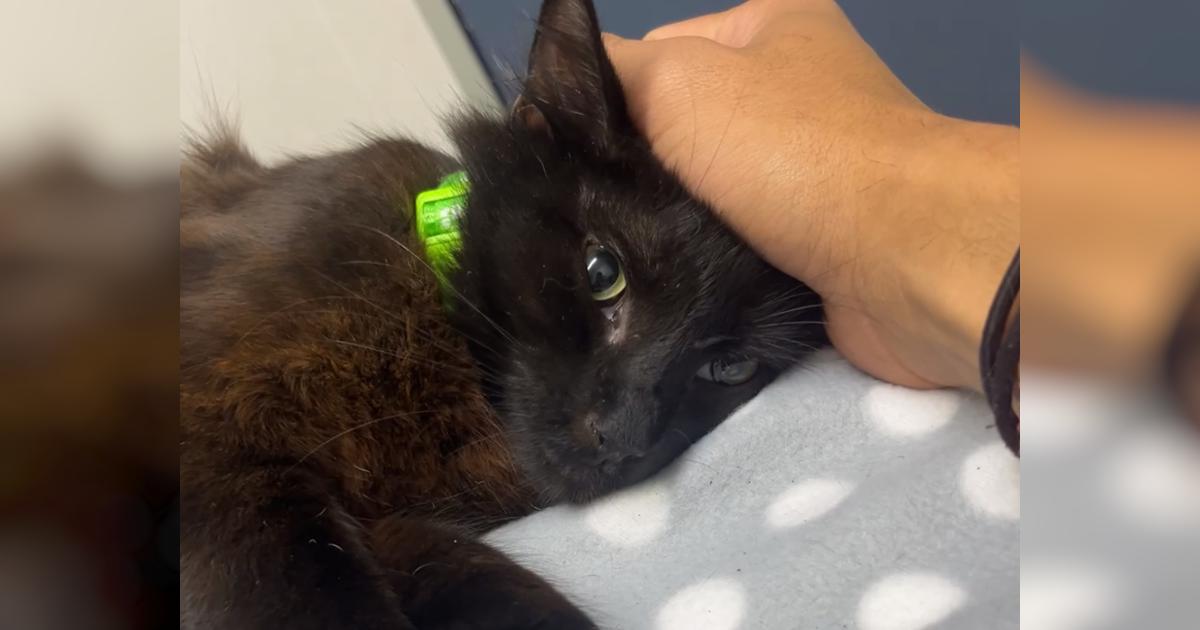 S.O.S Save Our Soul - Givealittle