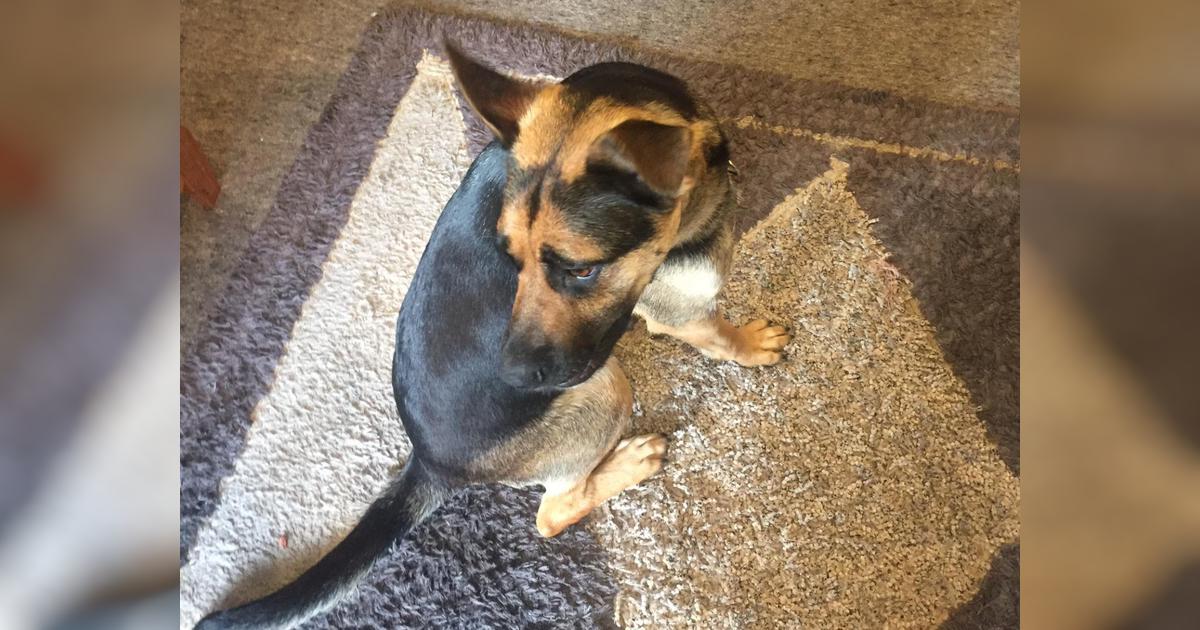 Dog Rescue getting mum fixed and puppies vaccinations and hernia ...