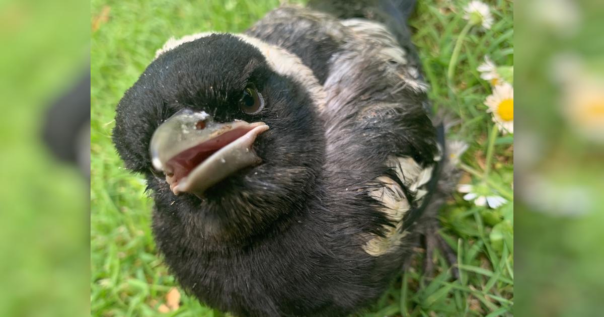 Cause for Aucklands flood affected Birds - Givealittle