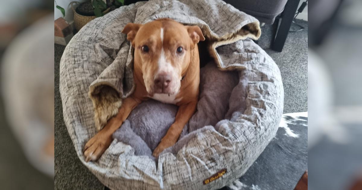 A new leash on life for Mace - Givealittle