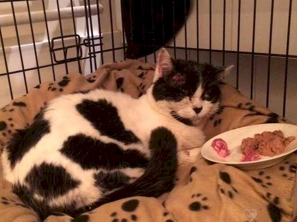 Our cat was run over by a car on Friday we are trying to raise some ...