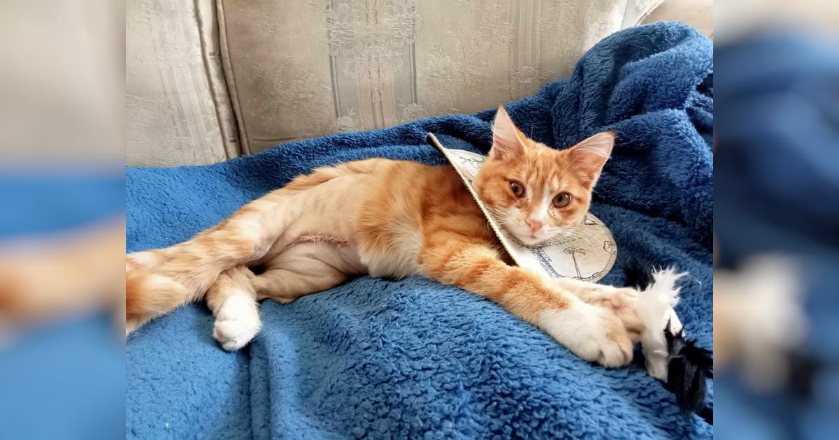 Lifesaving Surgery for Fleabag - Givealittle