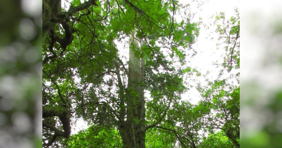 Native Forest Rewilding Highden Manor - Givealittle