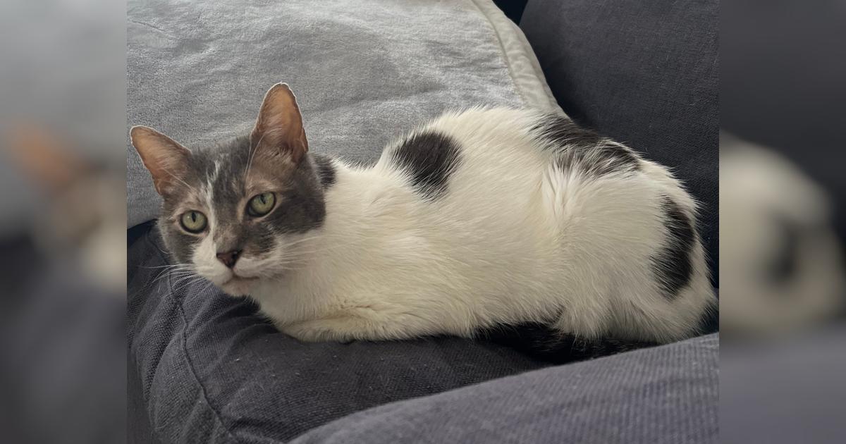 Help Give Screech a Fighting Chance - Givealittle