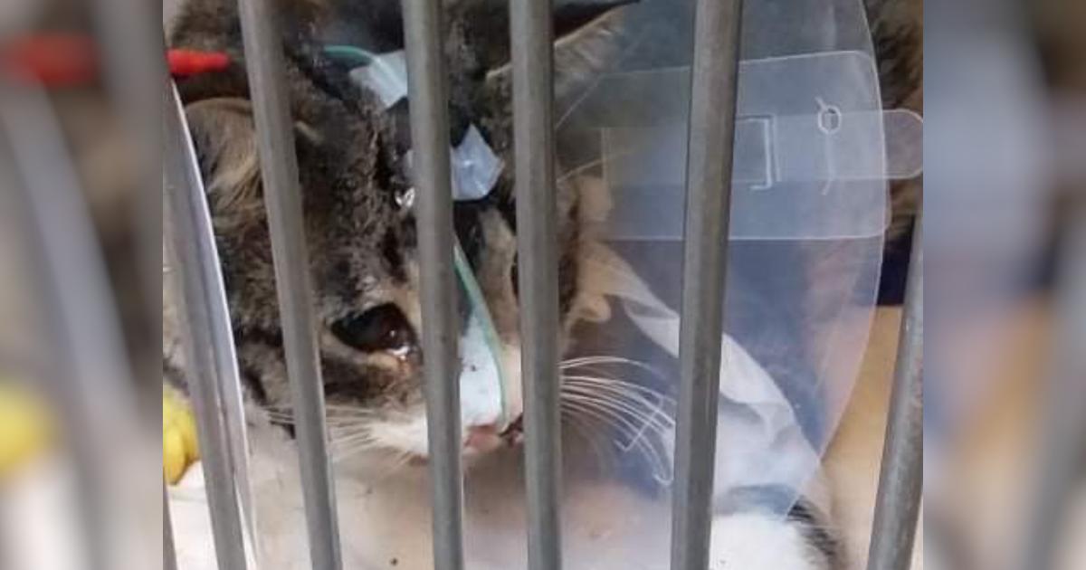 Hope for Ricky Baker - Givealittle