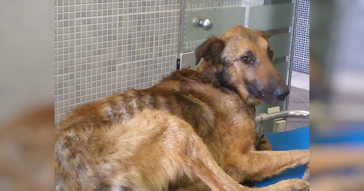 Greek Dog Rescue - Givealittle