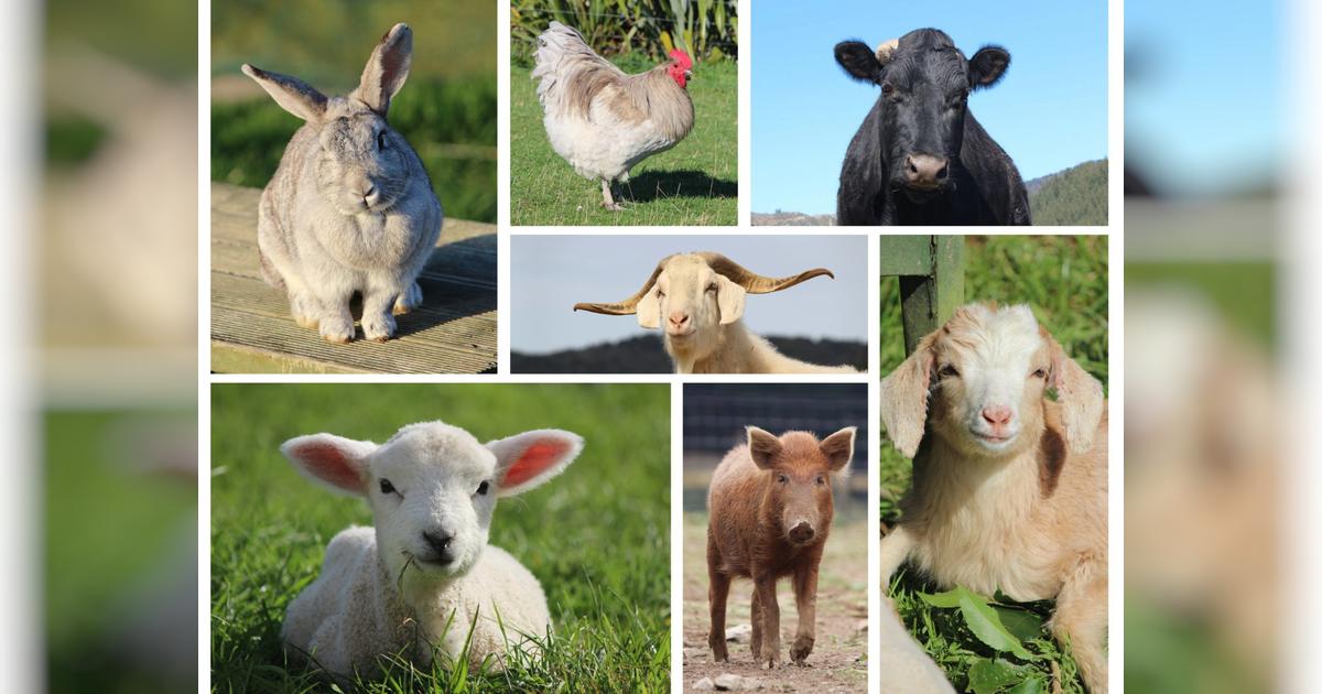 Black Sheep 15th Anniversary Extravaganza! Cheers to 15 years, here's ...