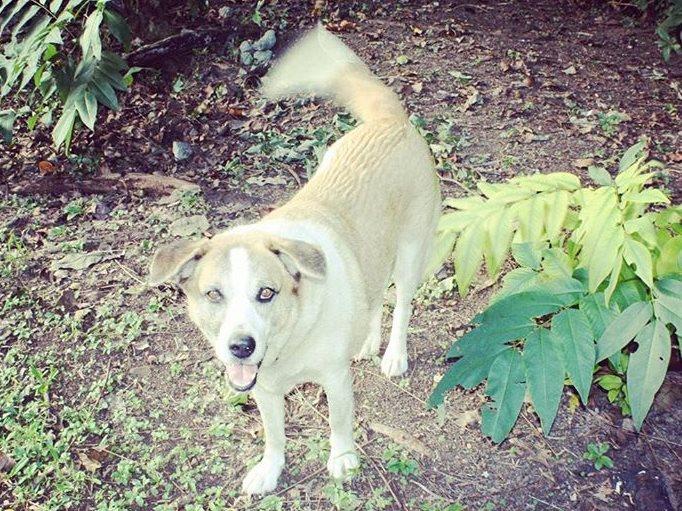 Help the dogs of Rarotonga - Updates - Givealittle