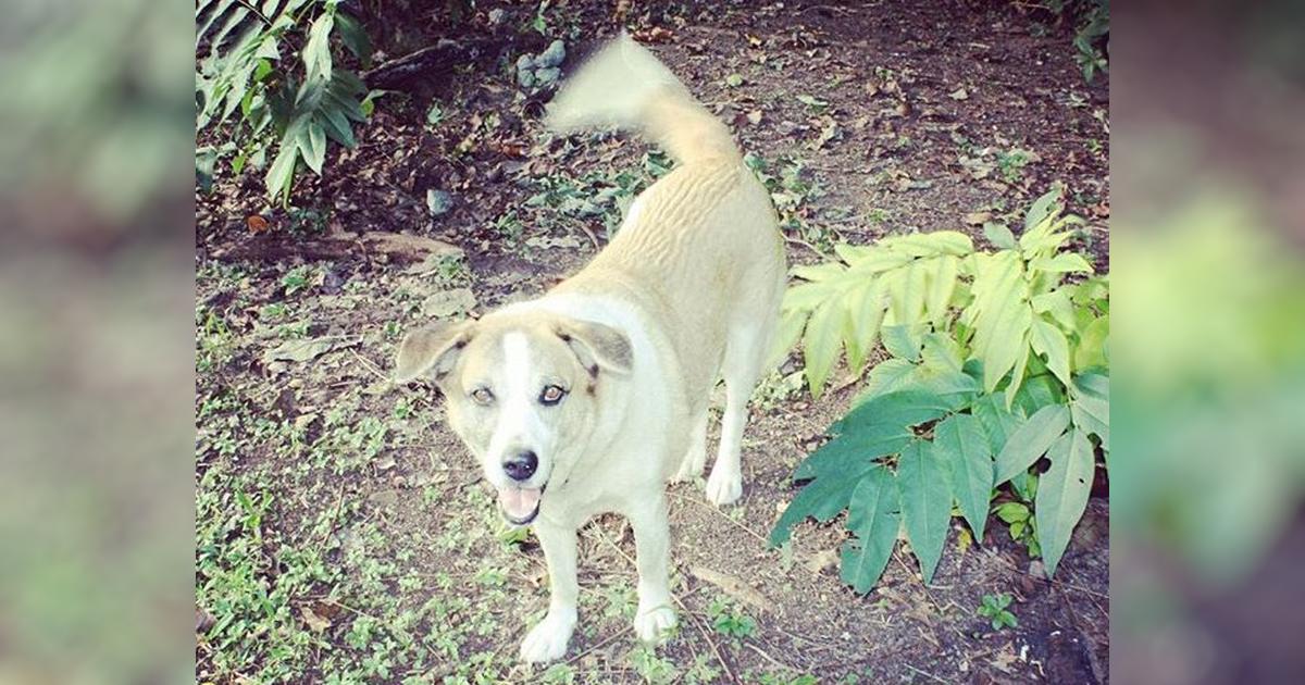 Help the dogs of Rarotonga - Givealittle