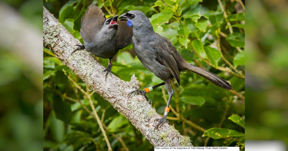 Help us bring kokako back to Taranaki - Givealittle