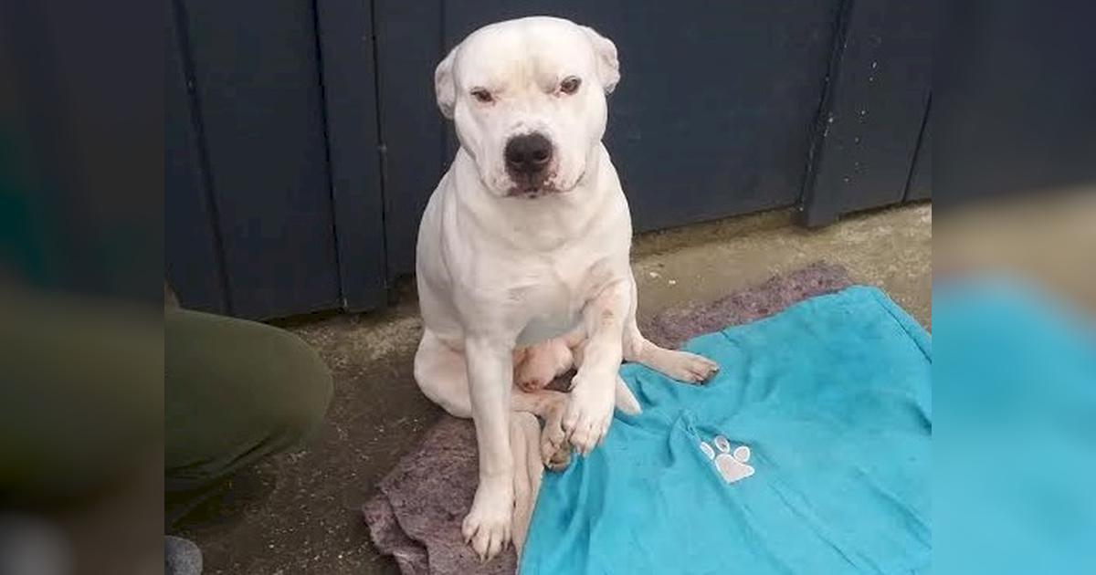 Help Scratch the dog - Givealittle