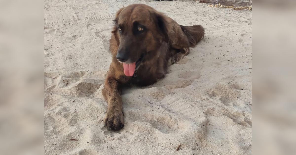 SUPPORTING THE RARO DOGS - Givealittle