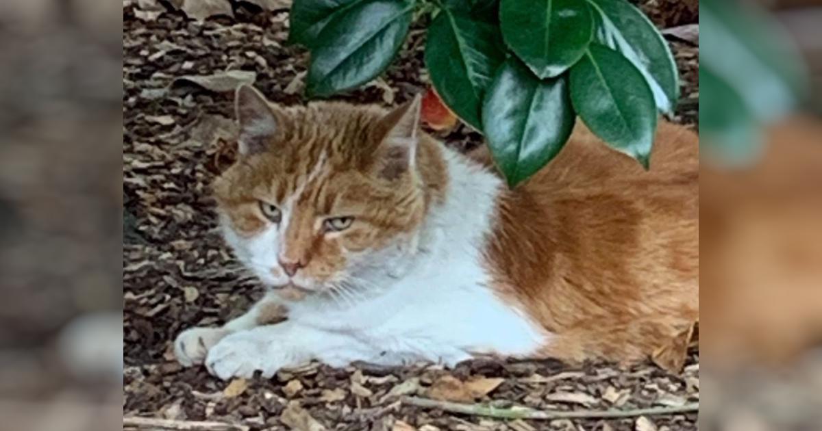 Subbie The Cat (Legacy Project) - Givealittle