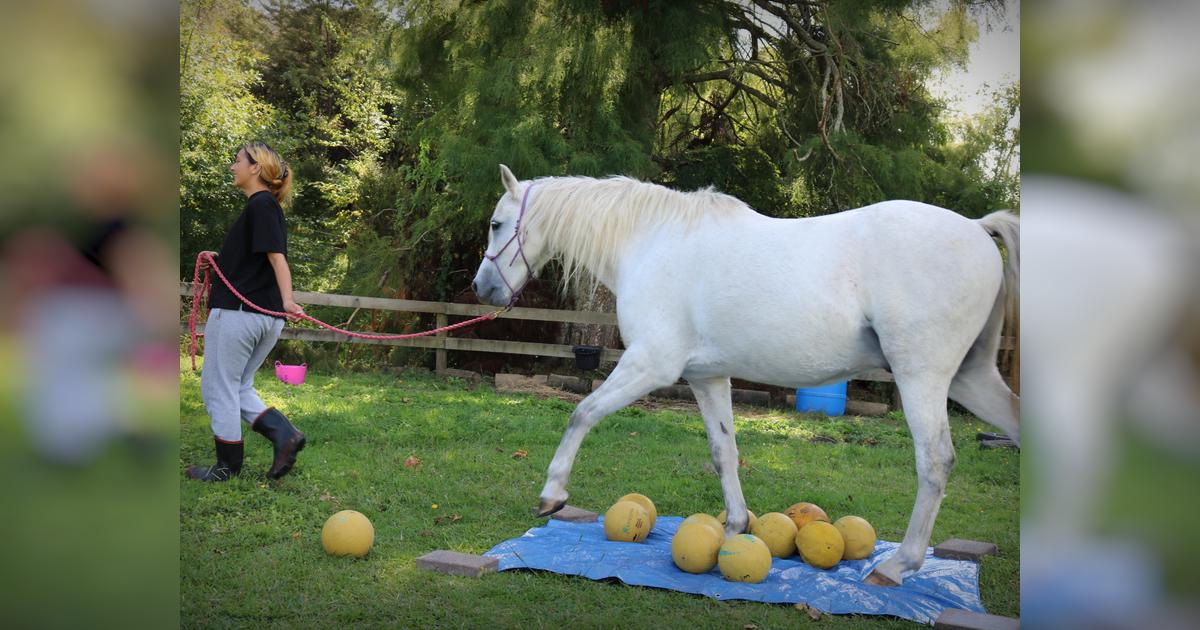 Hope Rising Farm Charitable Trust - Givealittle