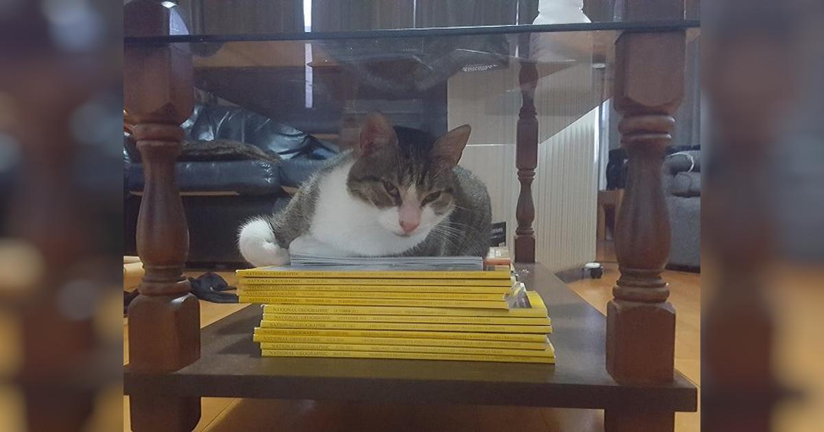 Save Mr. Jinx - Givealittle