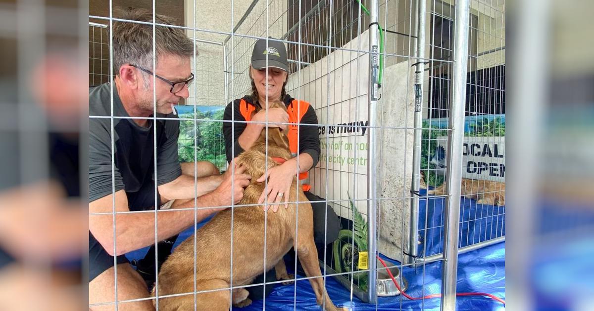 ezyVet Fundraiser to help displaced animals in Cyclone Gabrielle ...