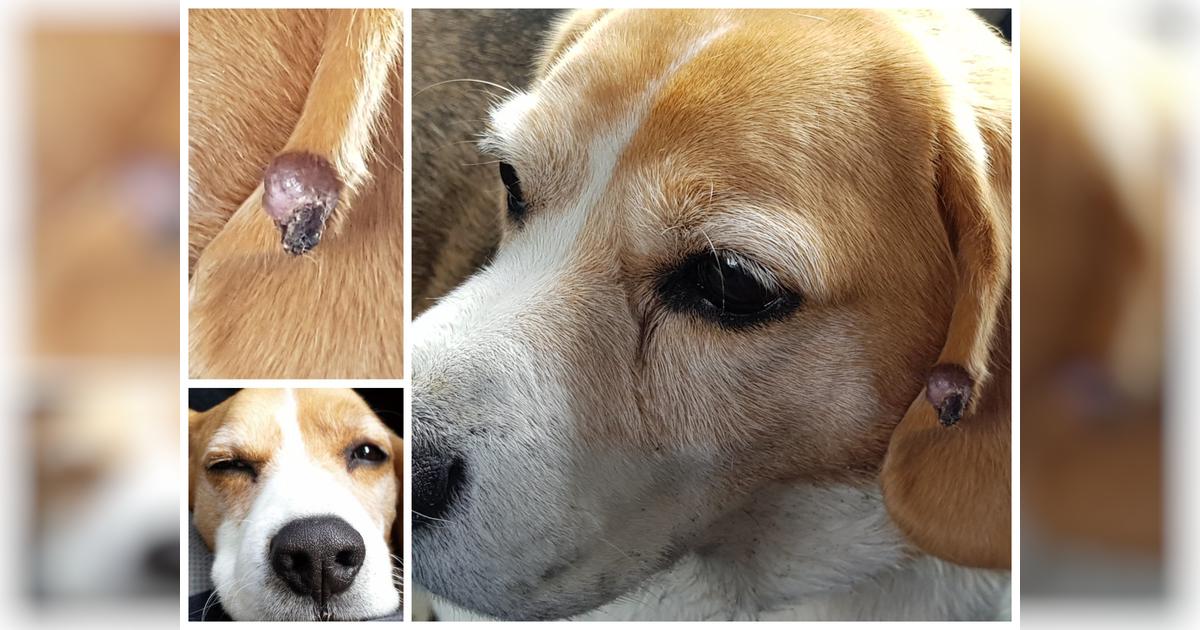 Help Benny the Beagle - Givealittle