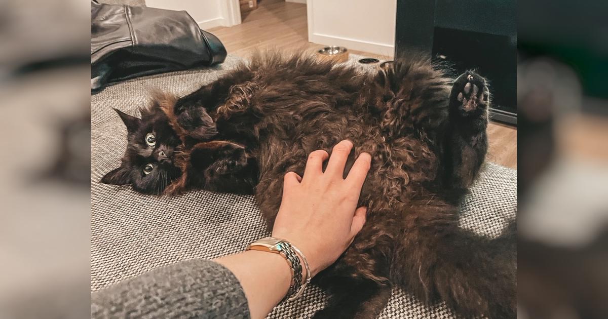 Bring Biggie Home - Givealittle