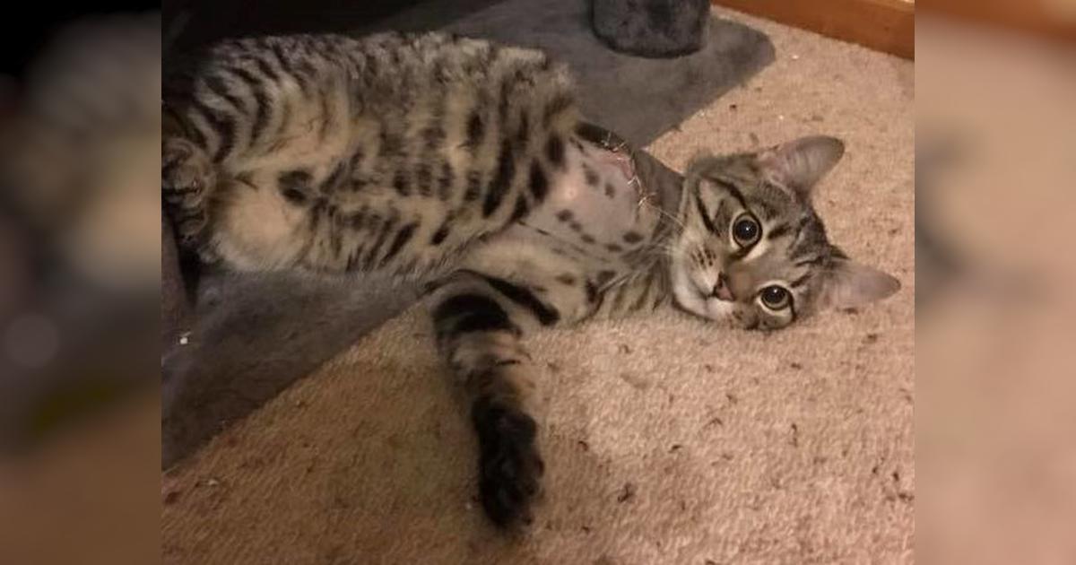 Leg Amputation - 5 month kitty - Givealittle