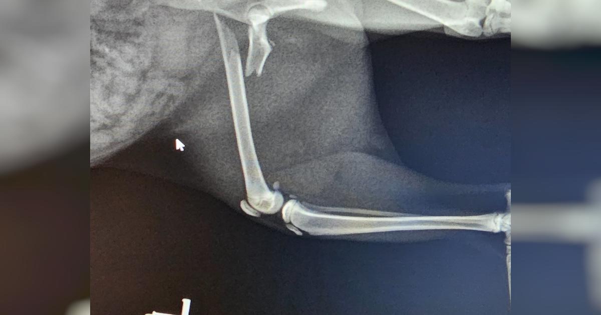 Surgery for Hammer - Givealittle