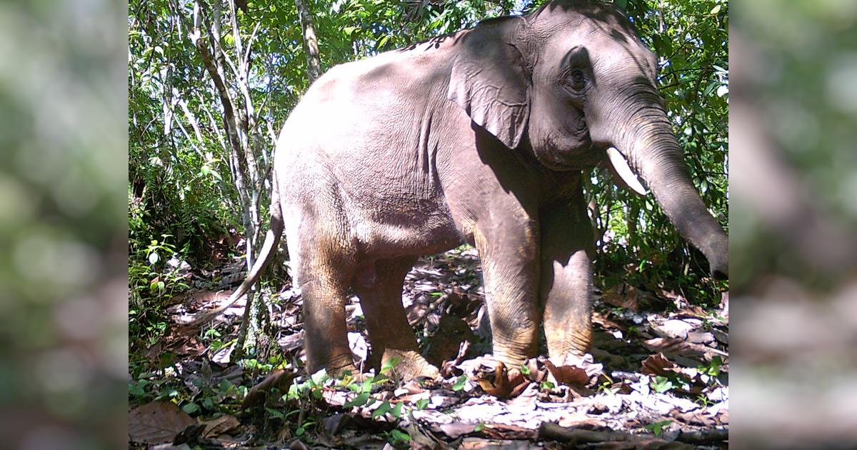 Supporting elephants and locals in North Sumatra - Givealittle