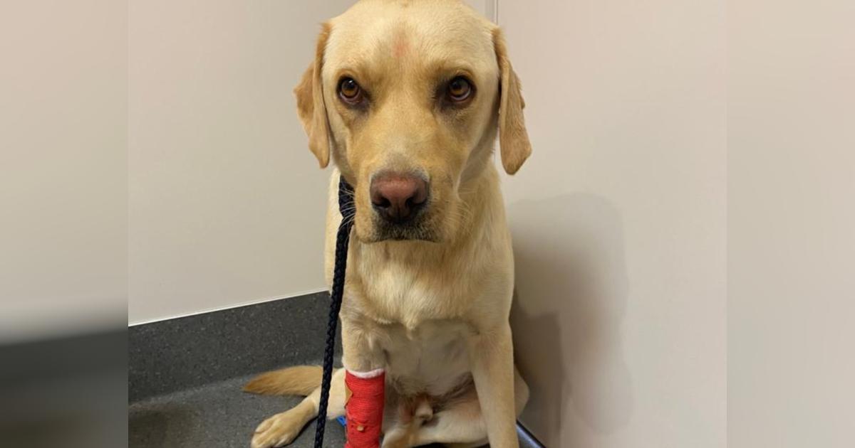 Our beloved family dog Simba needs cancer treatment - Givealittle